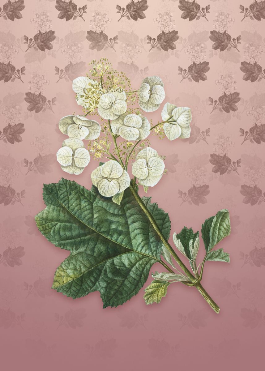 'Vintage Oakleaf Hydrangea' Poster, picture, metal print, paint by Holy ...