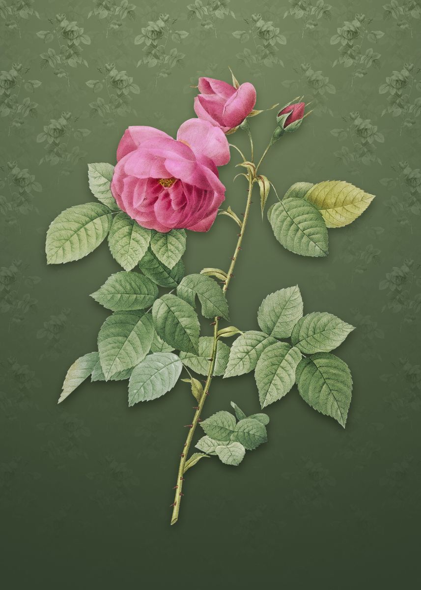 'Vintage Pink Bourbon Roses' Poster, picture, metal print, paint by ...