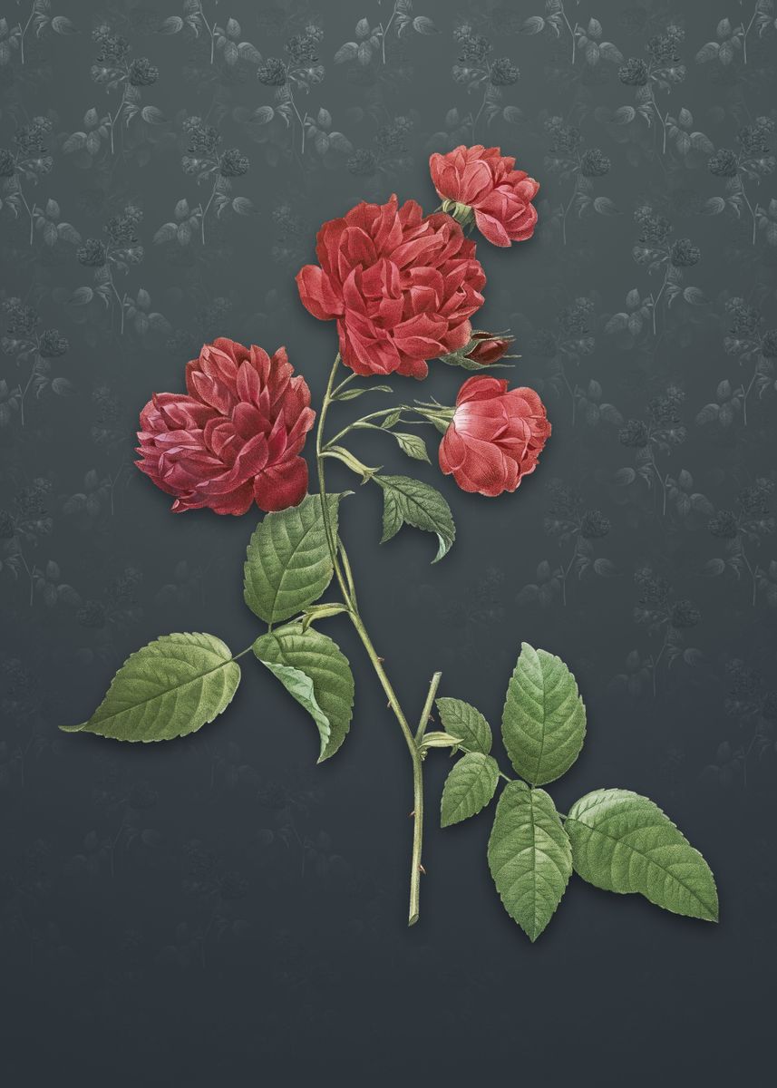 'Red Cabbage Rose in Bloom' Poster, picture, metal print, paint by Holy ...