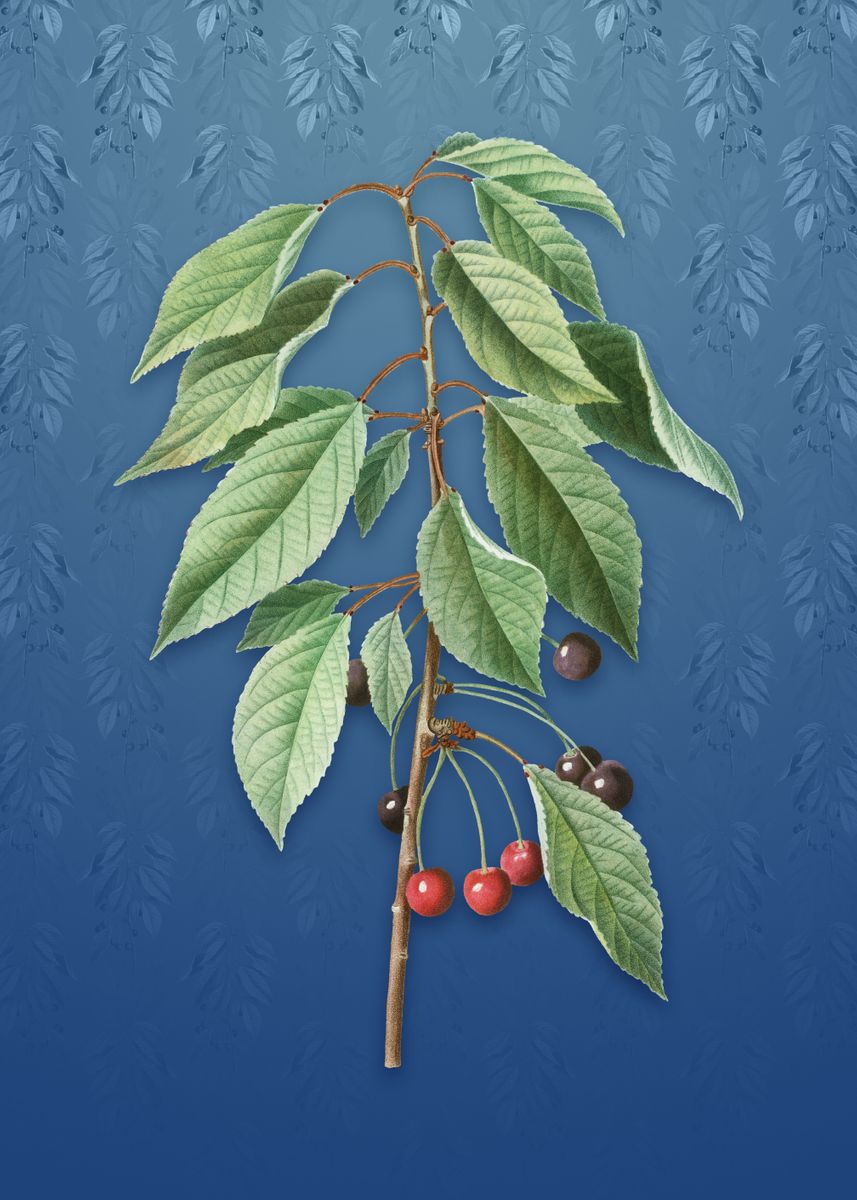 'Vintage Wild Cherry' Poster, picture, metal print, paint by Holy Rock ...
