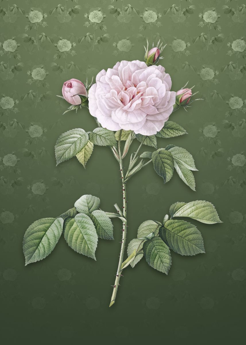 'Rosa Alba on Lunar Green' Poster, picture, metal print, paint by Holy ...