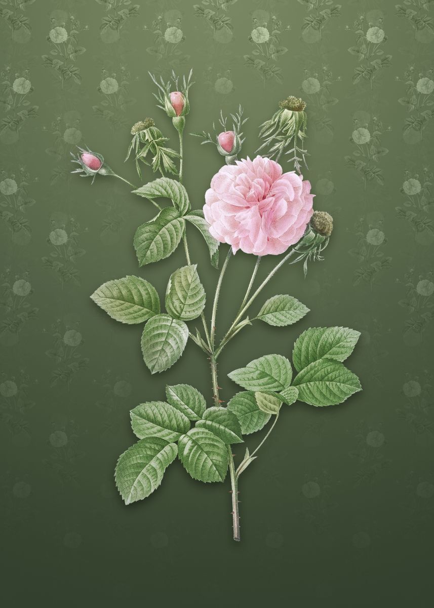 'Vintage Pink Agatha Rose' Poster, picture, metal print, paint by Holy ...