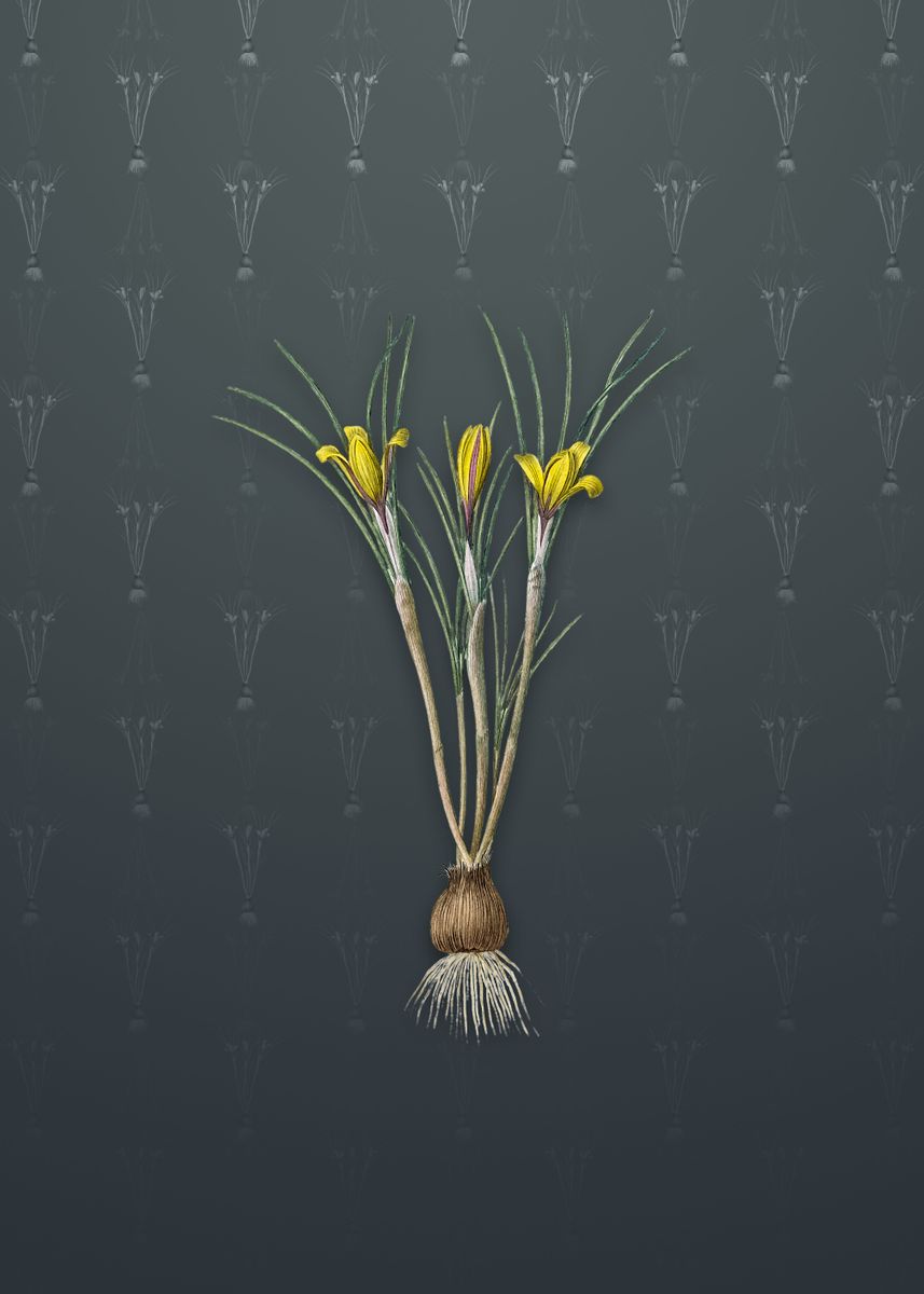 'Cloth of Gold Crocus' Poster, picture, metal print, paint by Holy Rock ...