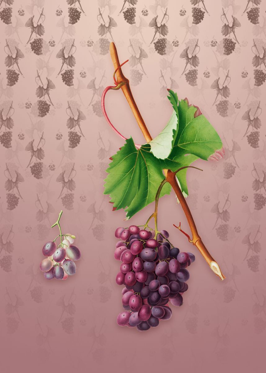 'Vintage Grape Barbarossa' Poster, picture, metal print, paint by Holy ...