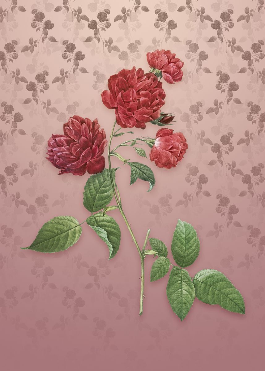 'Red Cabbage Rose in Bloom' Poster, picture, metal print, paint by Holy ...