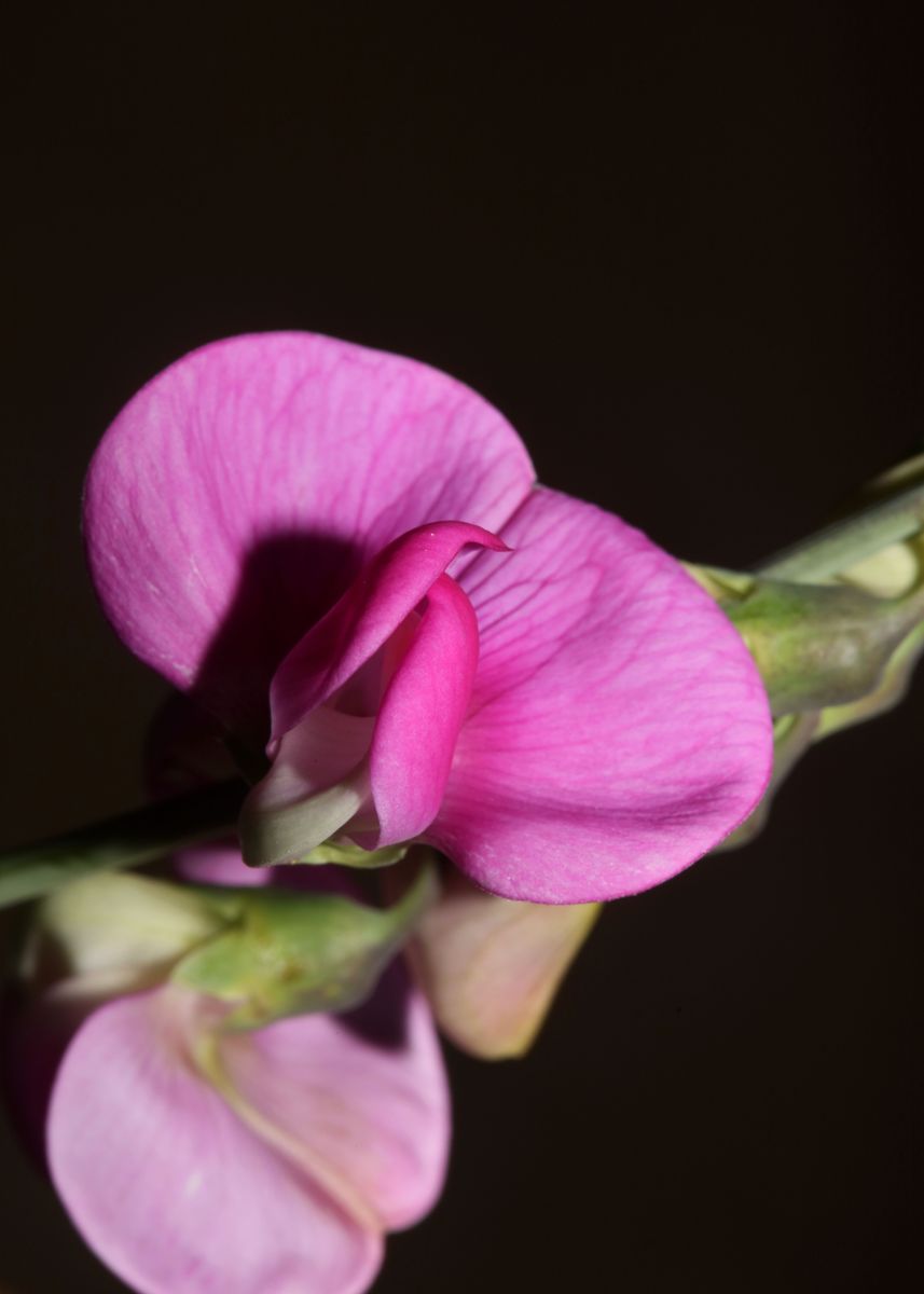'Wild Lathyrus flower macro' Poster, picture, metal print, paint by ...