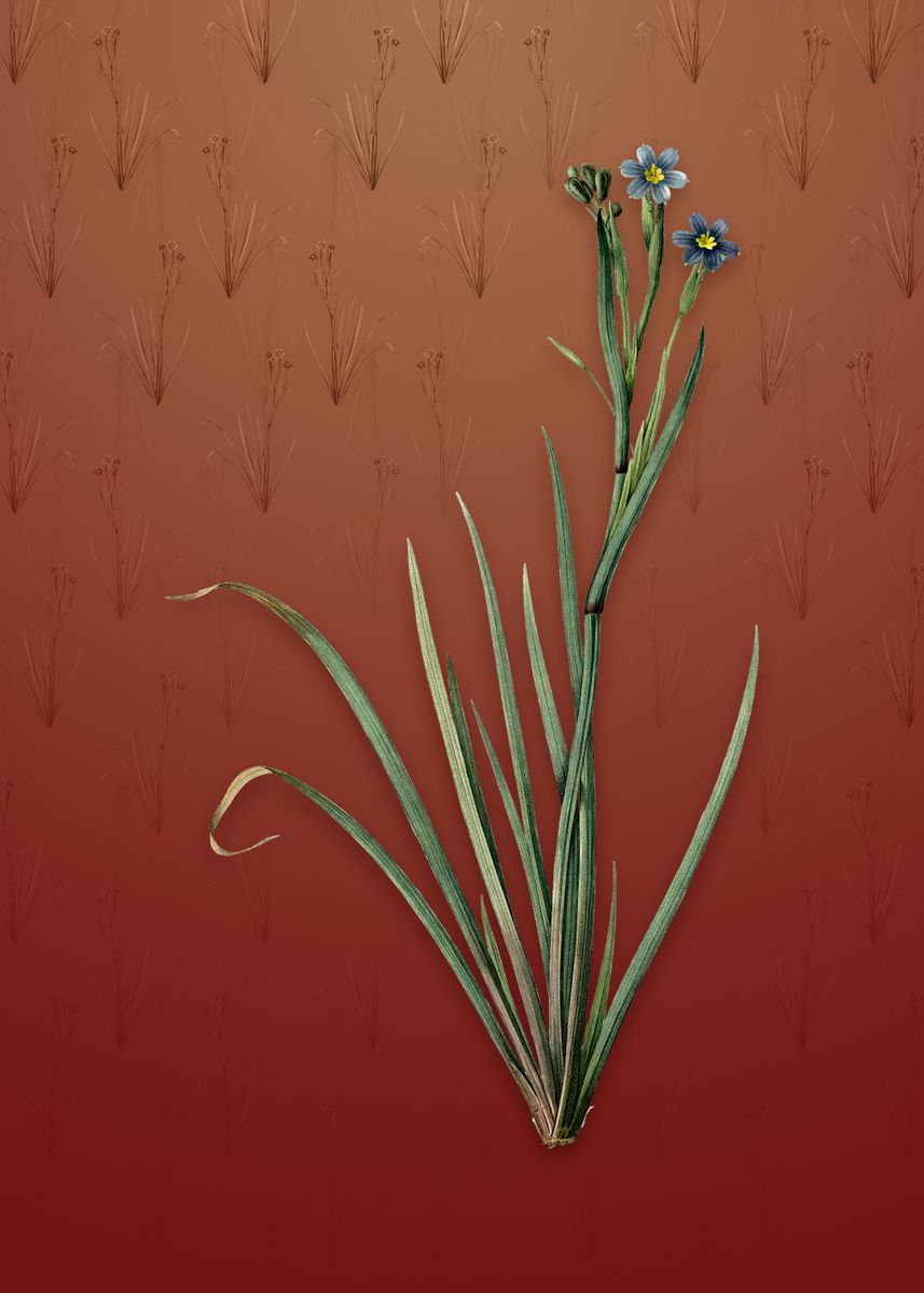 'Bermudiana on Falu Red' Poster, picture, metal print, paint by Holy ...