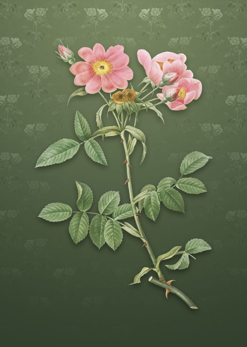 'Lady Monson Rose Bloom' Poster, picture, metal print, paint by Holy ...