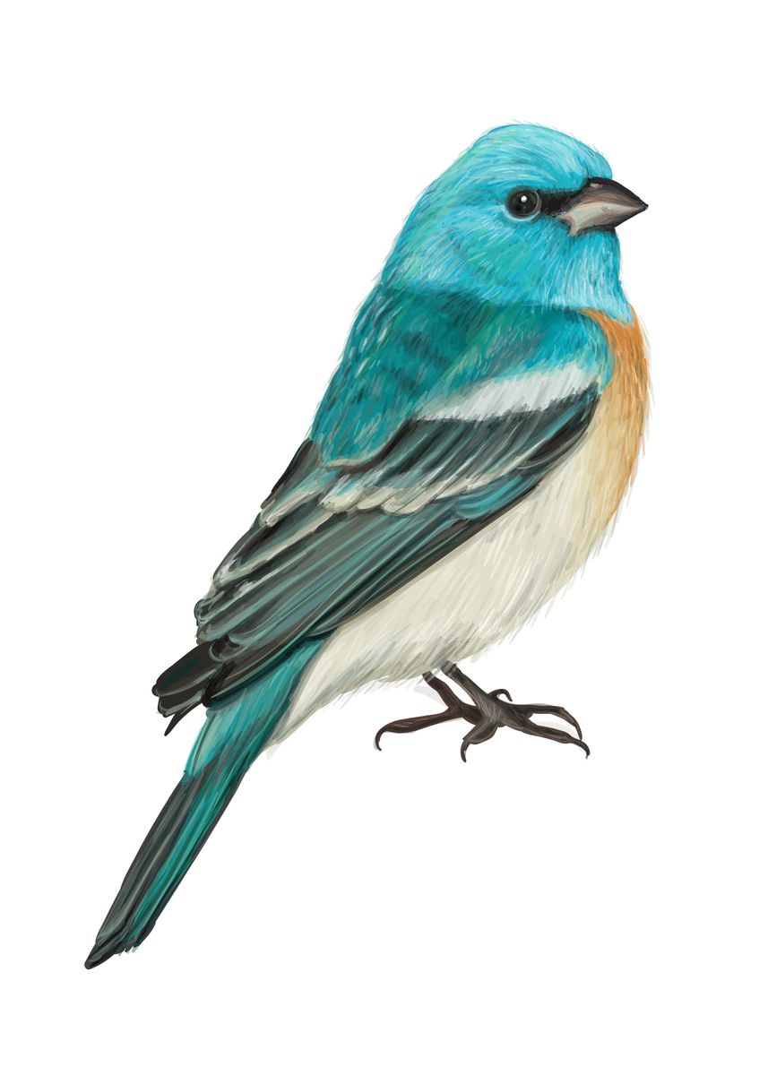 'Exotic blue cardinal bird' Poster, picture, metal print, paint by ...