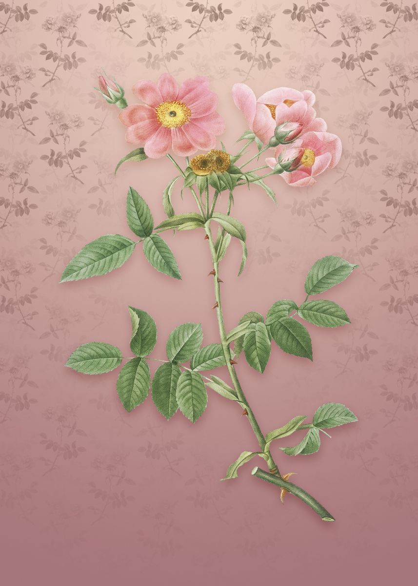 'Lady Monson Rose Bloom' Poster, picture, metal print, paint by Holy ...