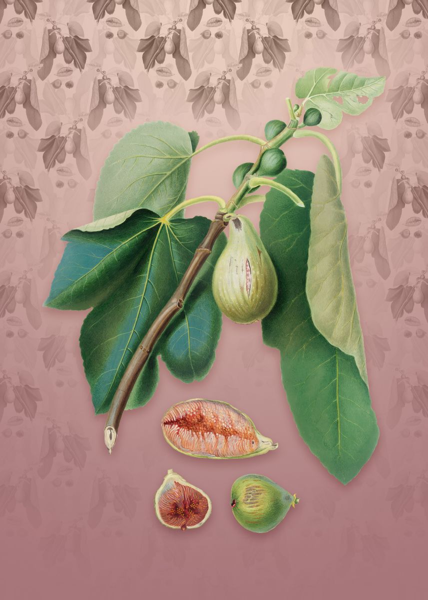 'Monaco Fig on Dusty Pink' Poster, picture, metal print, paint by Holy ...