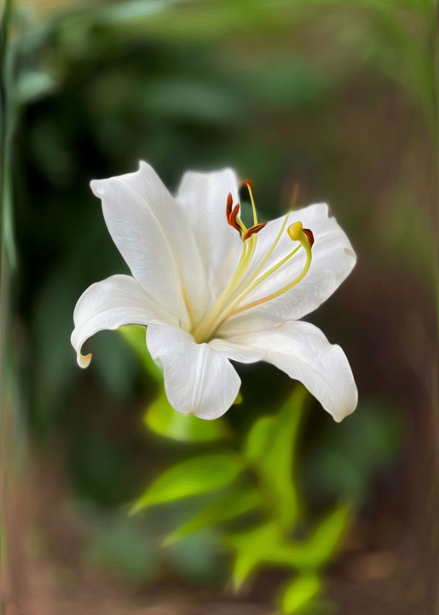 'Twilight white lily' Poster, picture, metal print, paint by Marinela ...
