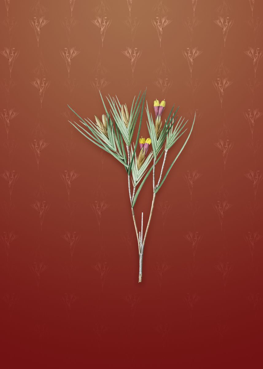 'Vintage Witsenia Maura' Poster, picture, metal print, paint by Holy ...