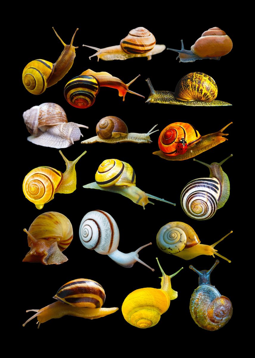 'Snail Collection' Poster, picture, metal print, paint by ...