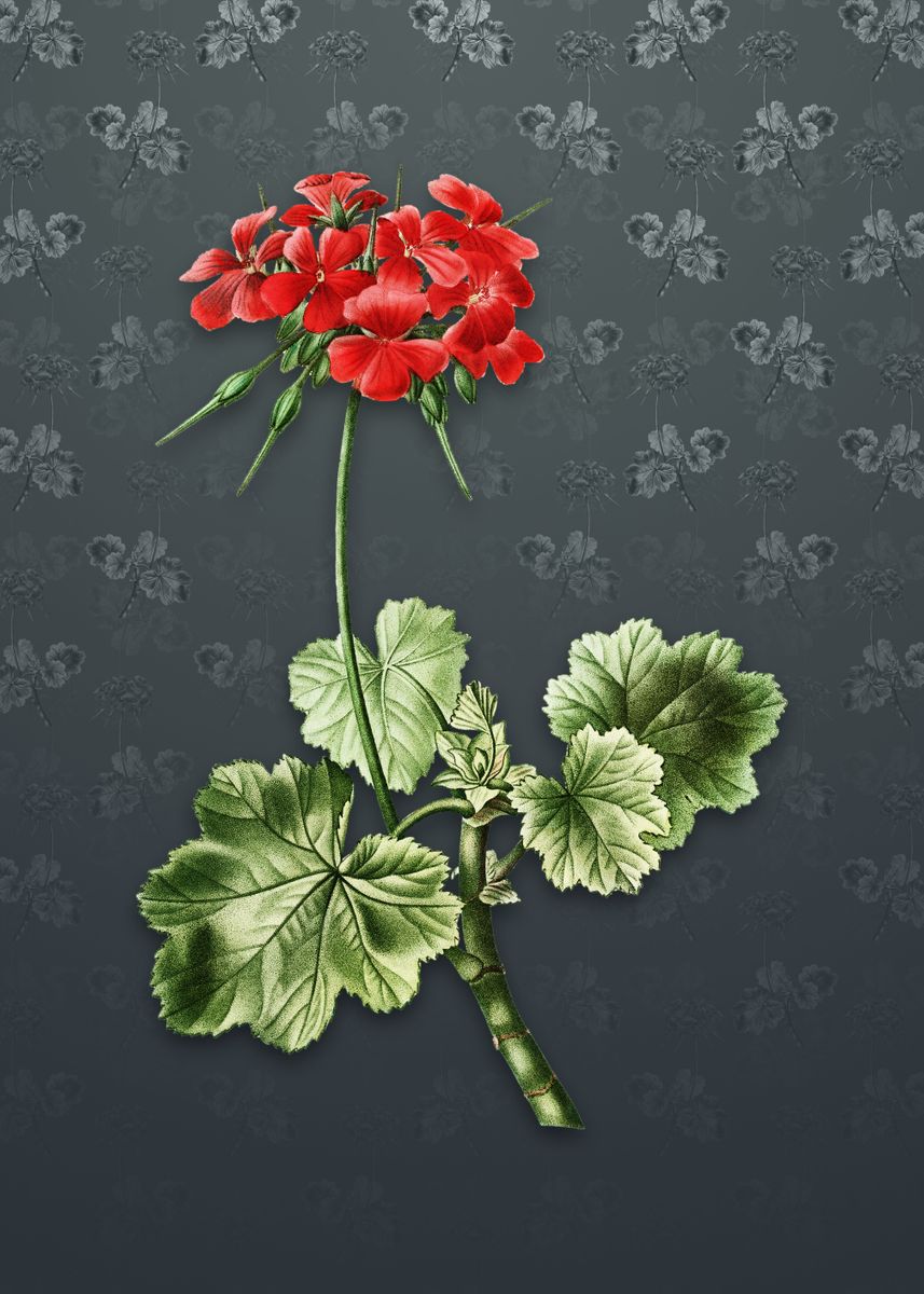 'Vintage Scarlet Geranium' Poster, picture, metal print, paint by Holy ...