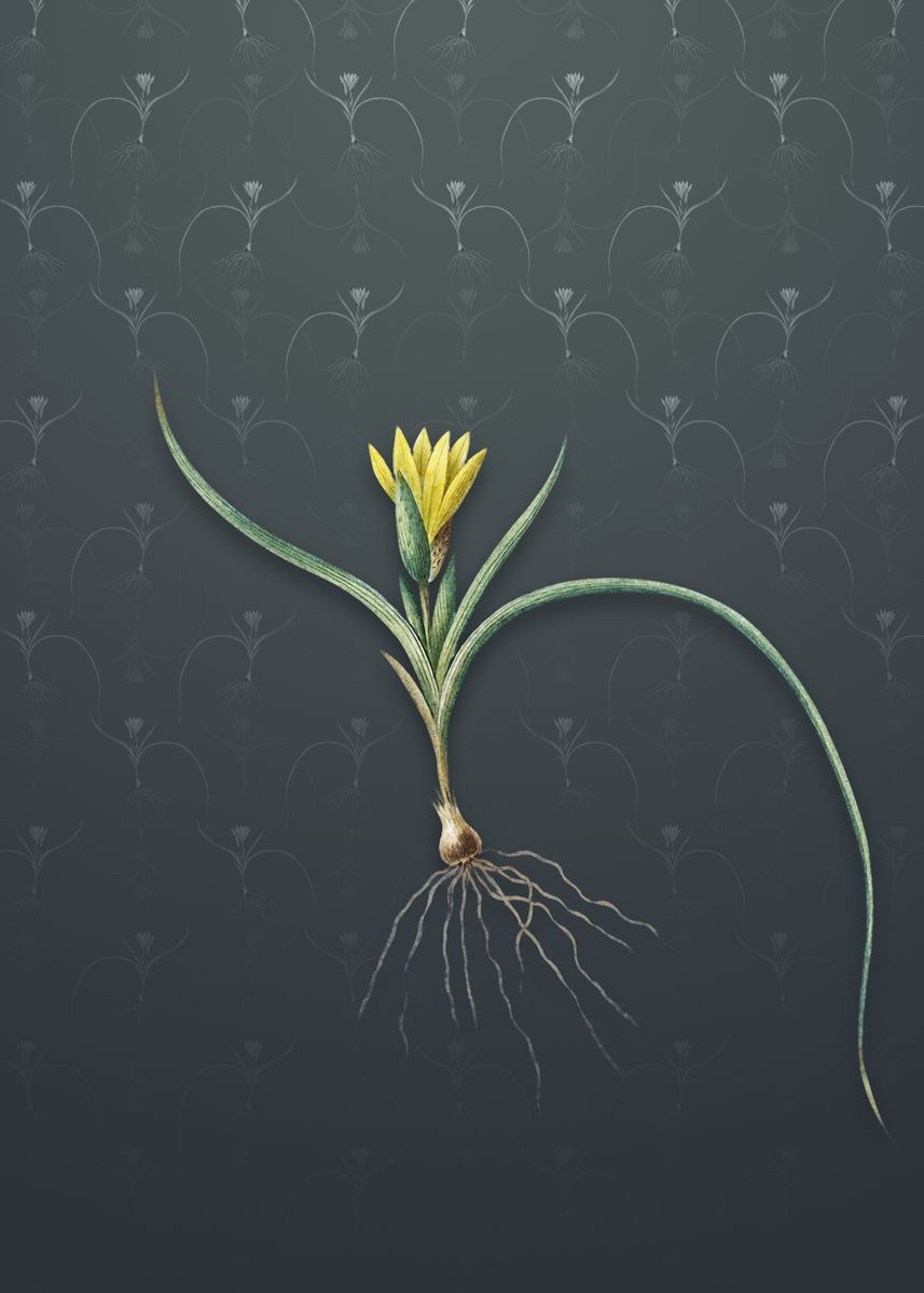 'Vintage Ixia Recurva' Poster, picture, metal print, paint by Holy Rock ...