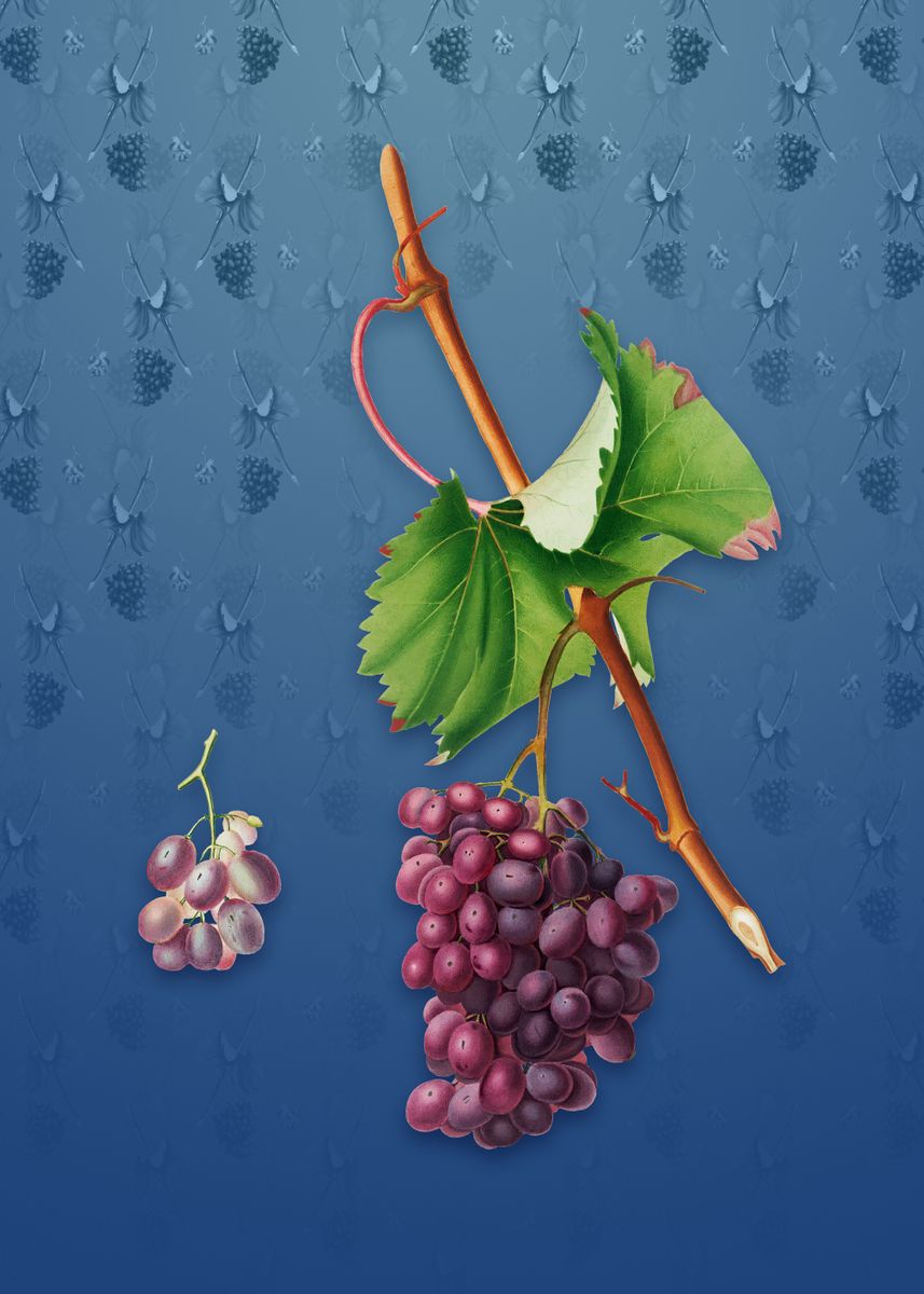 'Vintage Grape Barbarossa' Poster, picture, metal print, paint by Holy ...