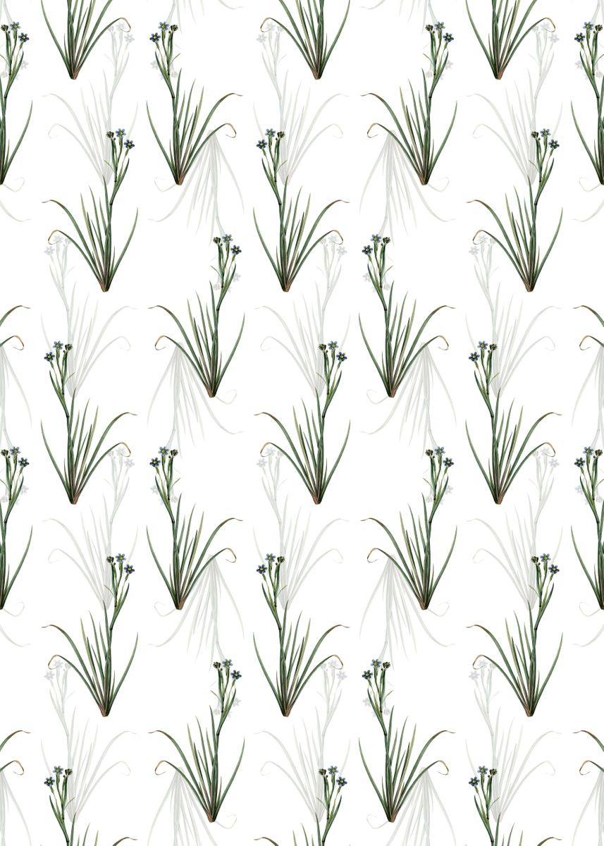 'Floral Bermudiana Pattern' Poster, picture, metal print, paint by Holy ...