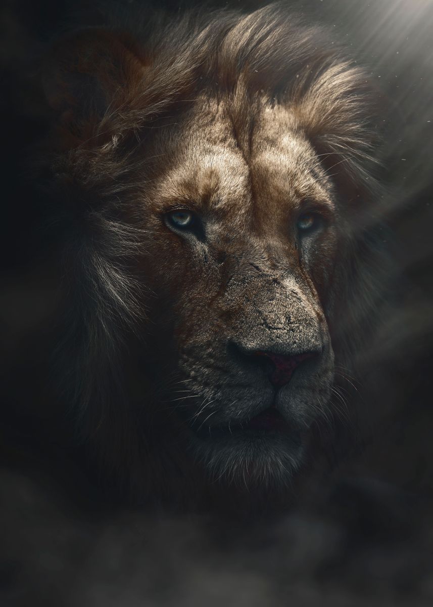 'golden lion king art ' Poster by MK studio | Displate