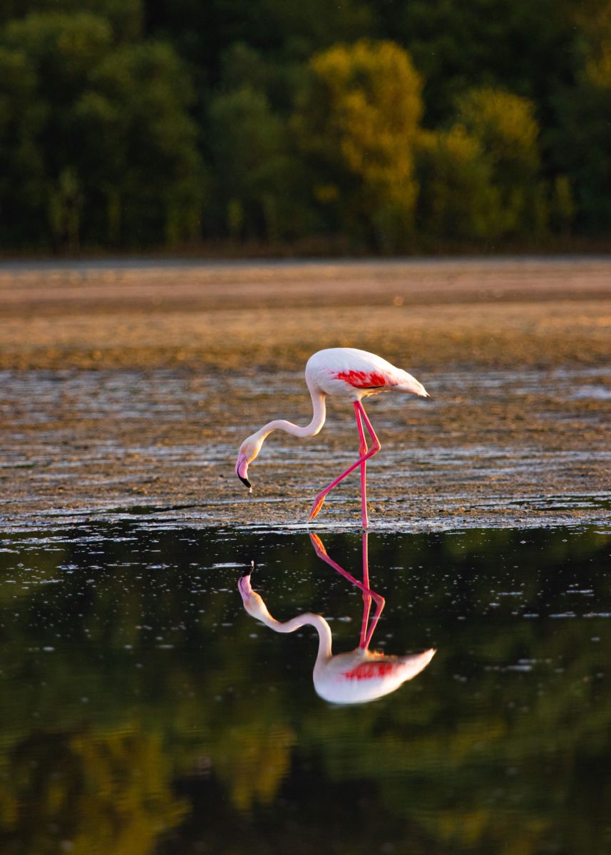 'Flamingo Reflection' Poster, picture, metal print, paint by Junaid ...