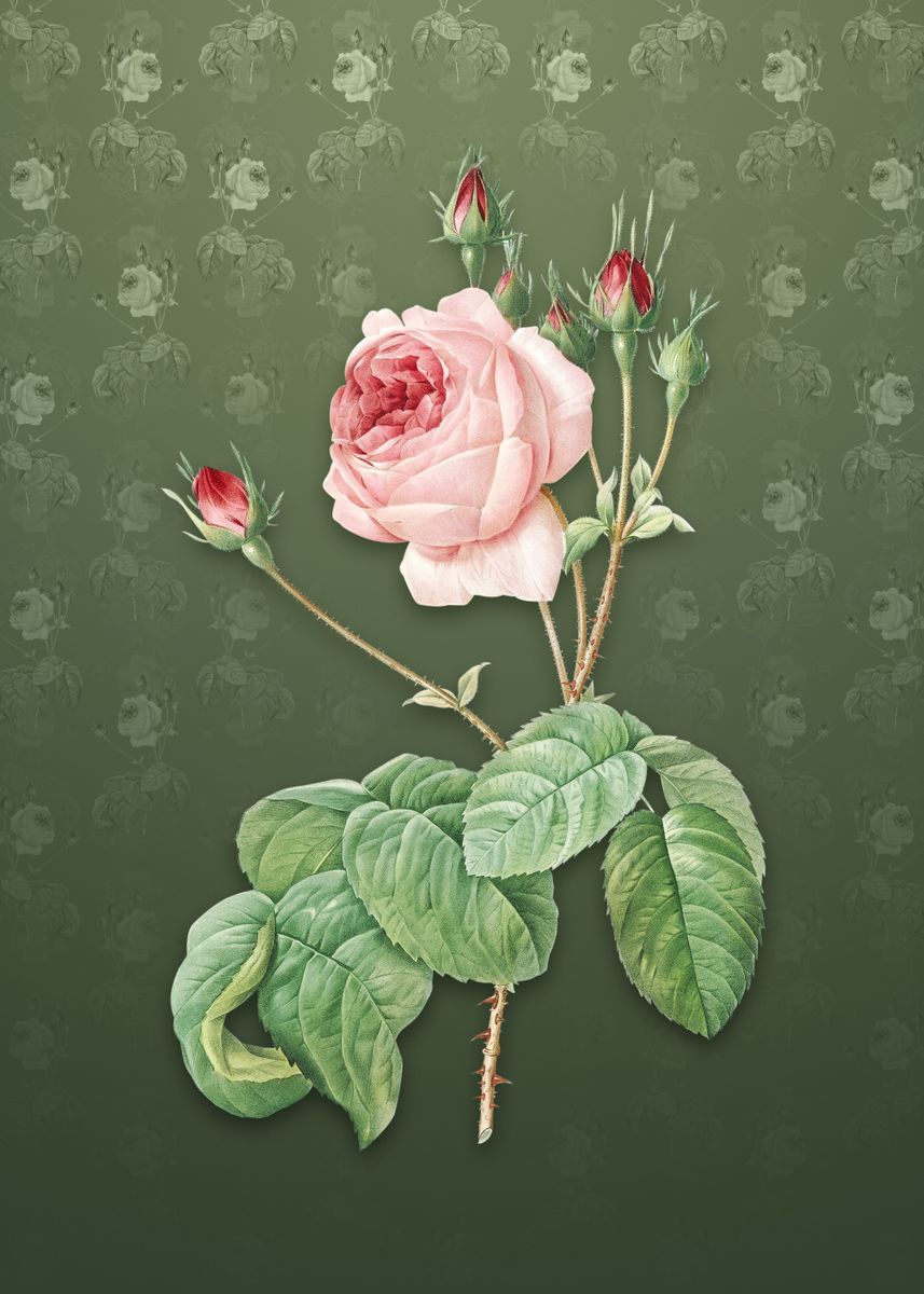 'Vintage Cabbage Rose' Poster, picture, metal print, paint by Holy Rock ...