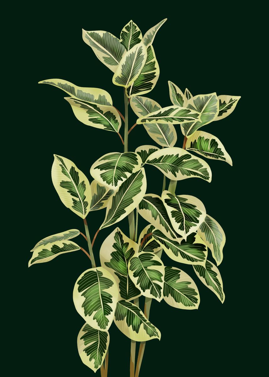'Ficus elastica Ruby' Poster, picture, metal print, paint by Gush Art ...