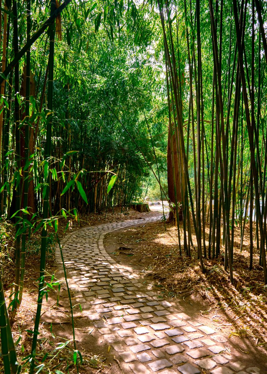 'Bamboo' Poster, picture, metal print, paint by Tomek Pengoraff | Displate