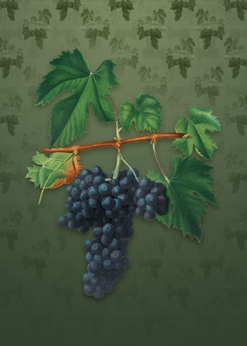 'Vintage Lacrima Grapes' Poster, picture, metal print, paint by Holy ...