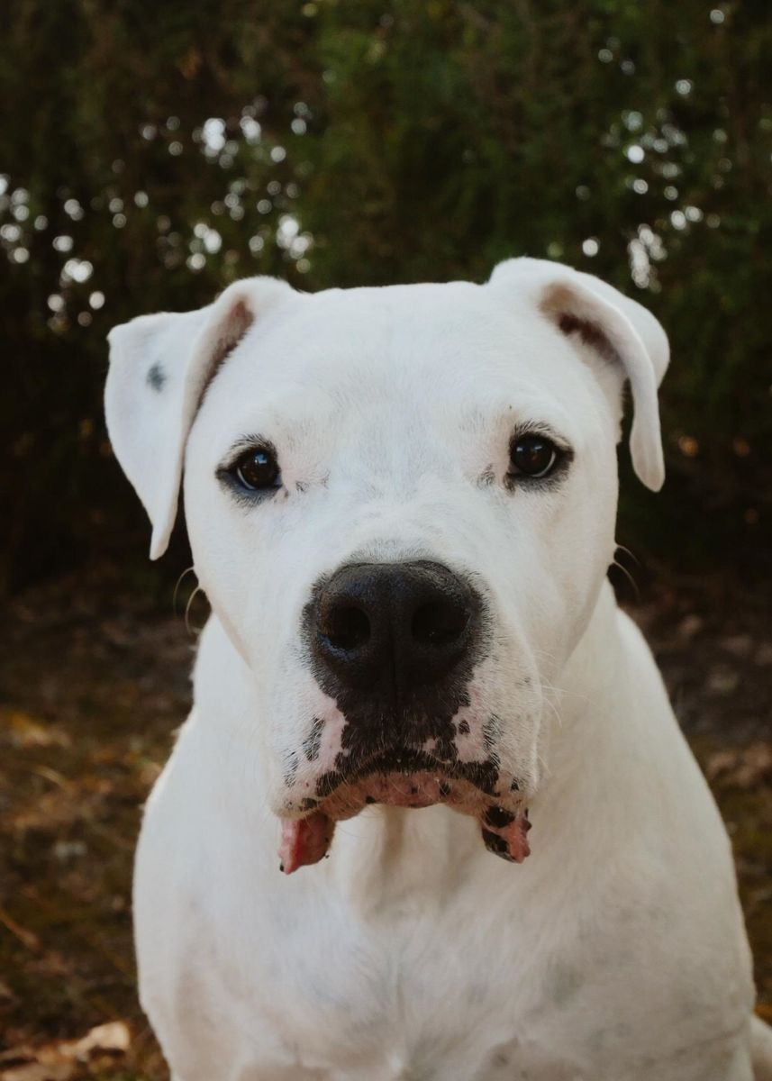 'Maiko' Poster, picture, metal print, paint by Robin MARCHAND | Displate