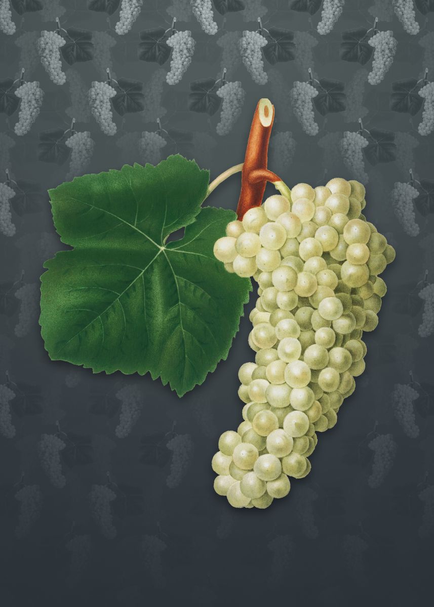 'Vintage White Grape' Poster, picture, metal print, paint by Holy Rock ...