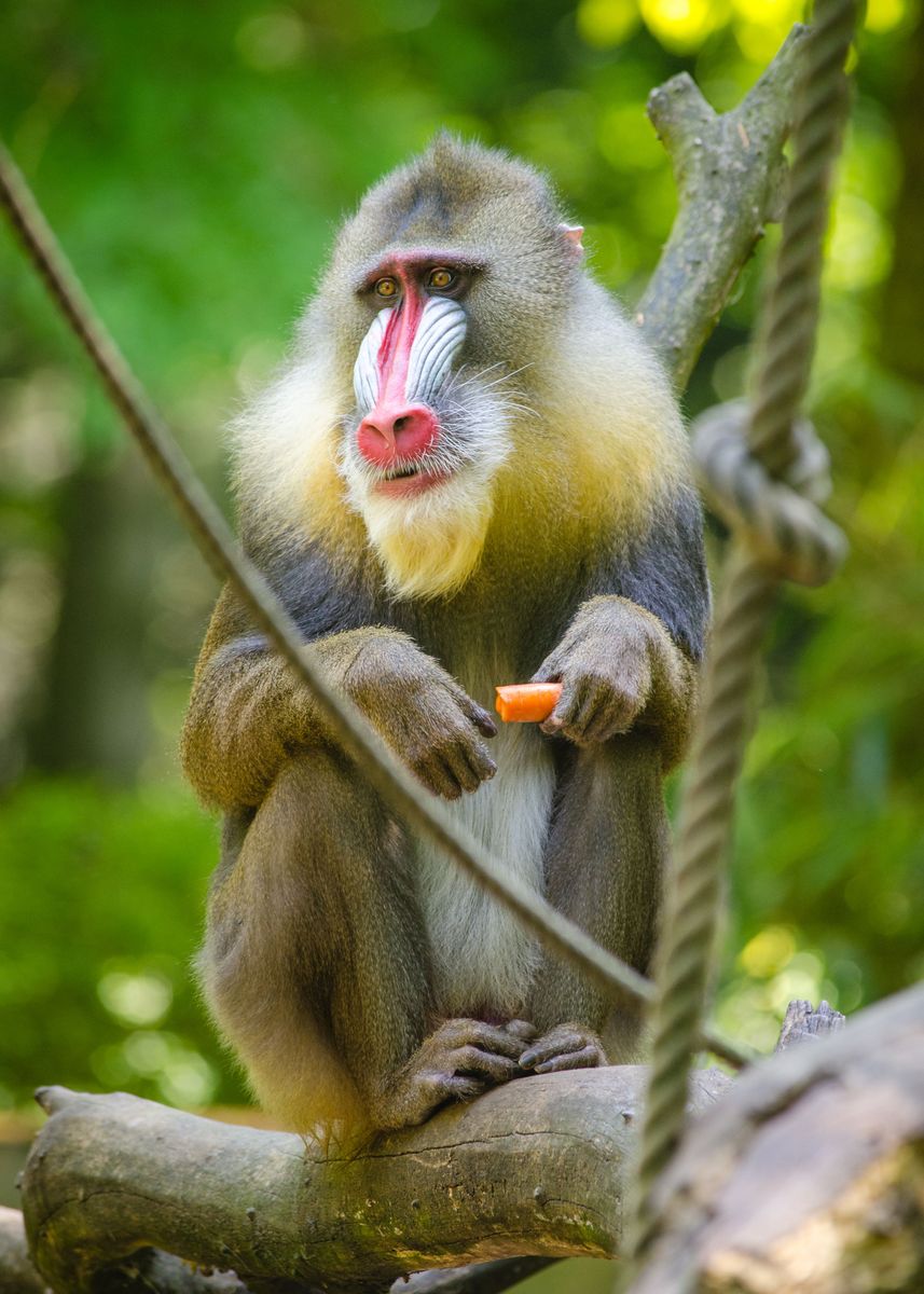 'Odd looking Primates' Poster, picture, metal print, paint by Sam Brady ...