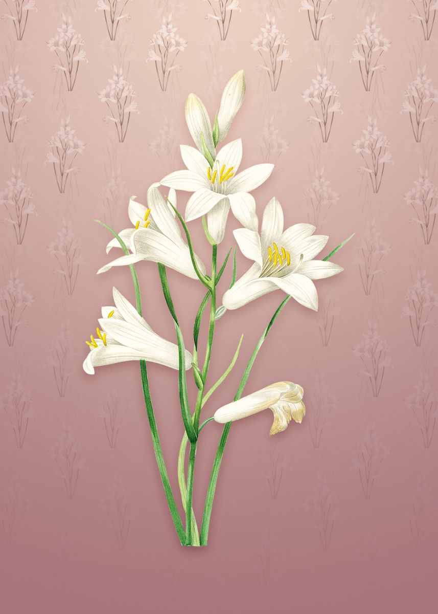 'Vintage St Brunos Lily' Poster, picture, metal print, paint by Holy ...
