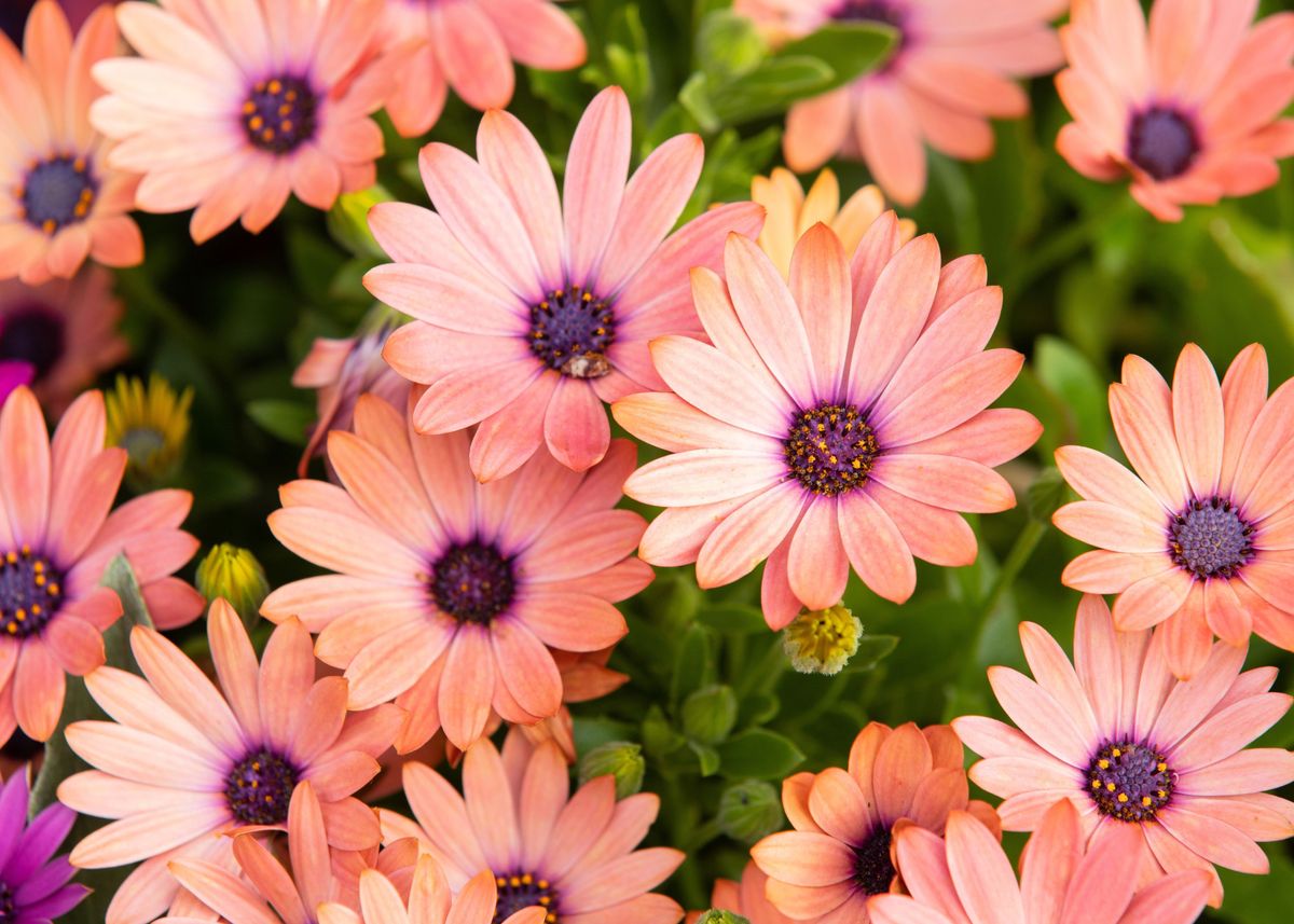 'Beautiful Flowers' Poster by Artistic Shop | Displate