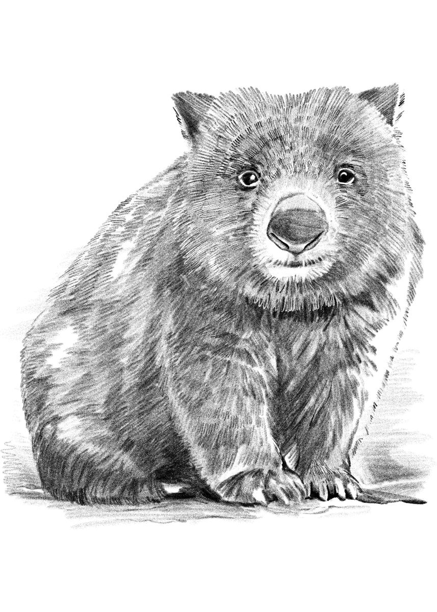 'Australian Wombat' Poster, picture, metal print, paint by Shirtwoman ...