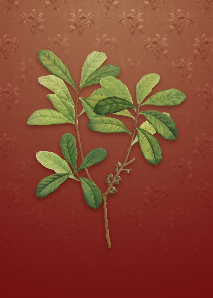 'Vintage Northern Bayberry' Poster by Holy Rock Design | Displate