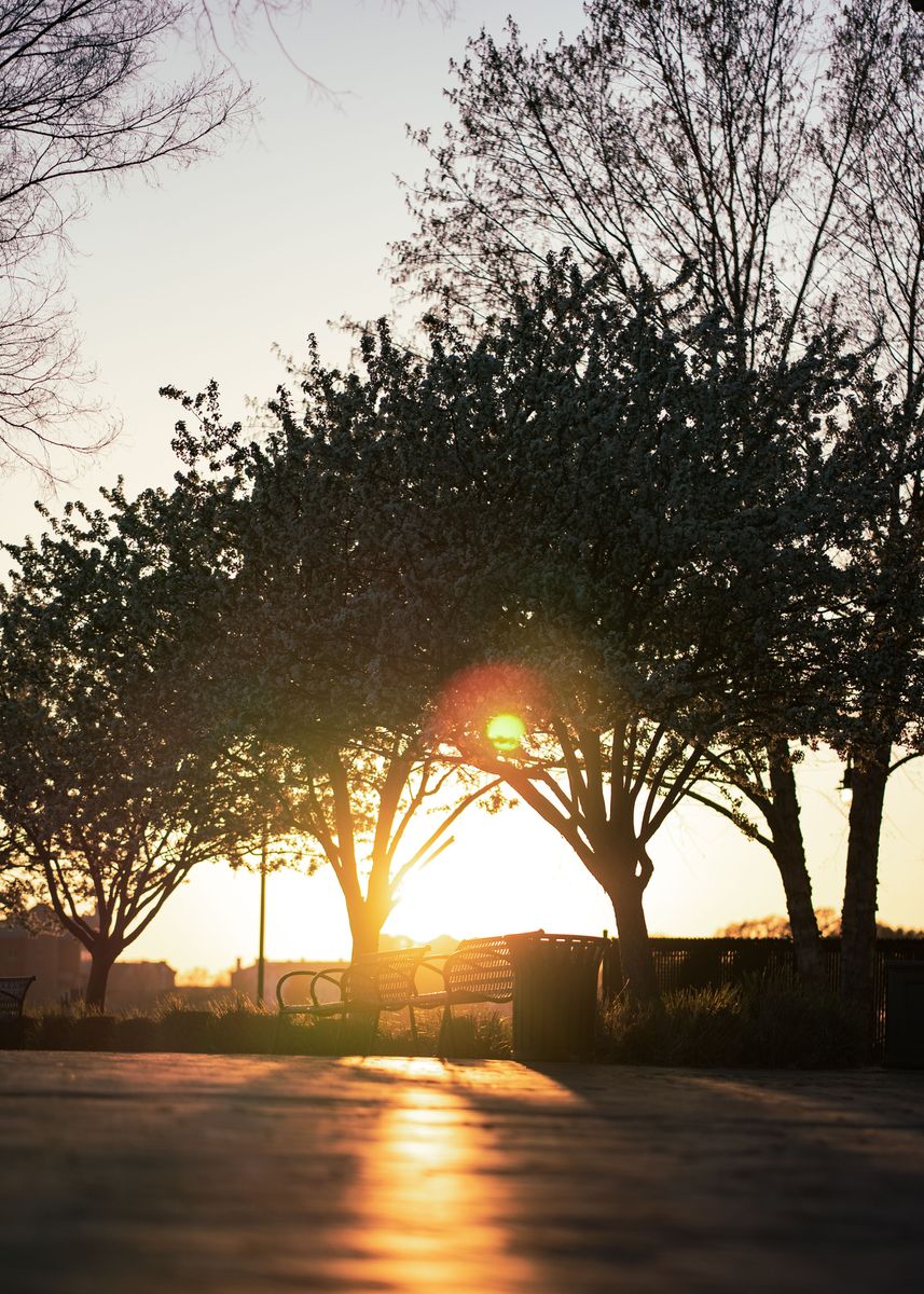 'Sunset at the Park' Poster, picture, metal print, paint by Andrew ...