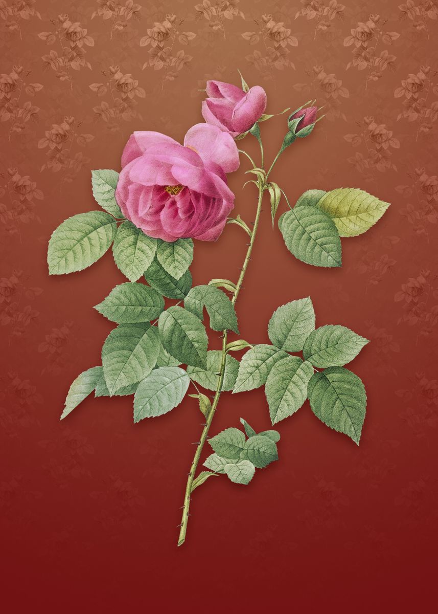 'Vintage Pink Bourbon Roses' Poster, picture, metal print, paint by ...