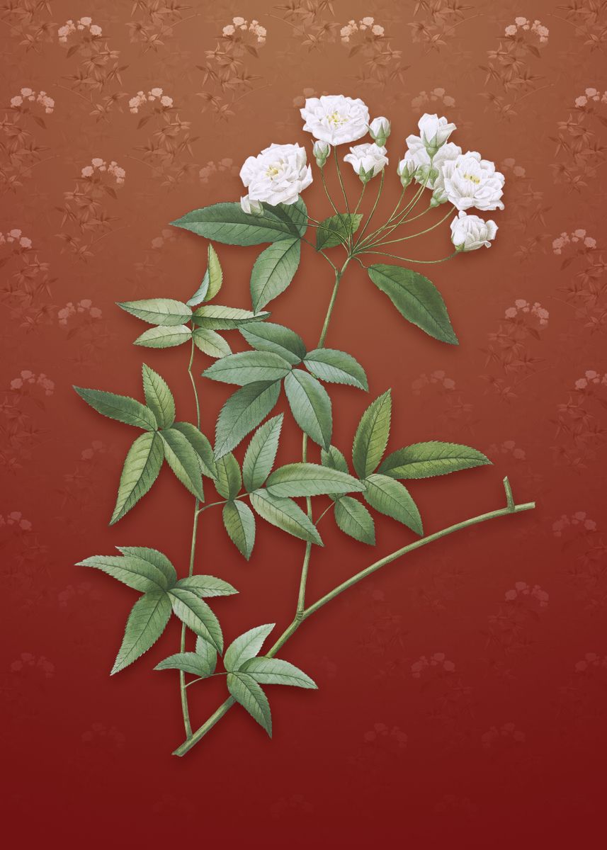 'Vintage Lady Banks Rose' Poster, picture, metal print, paint by Holy ...