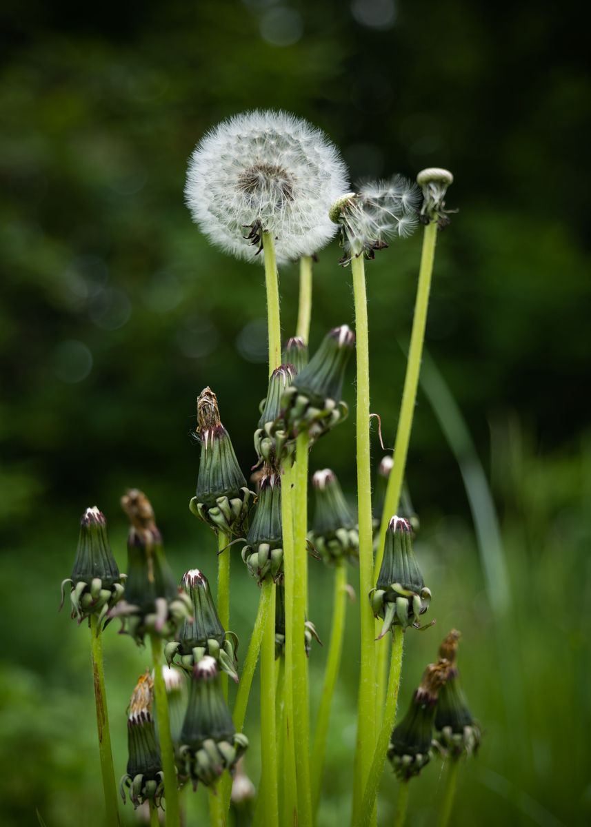 'Dandelion Overblown Flower' Poster, picture, metal print, paint by ...