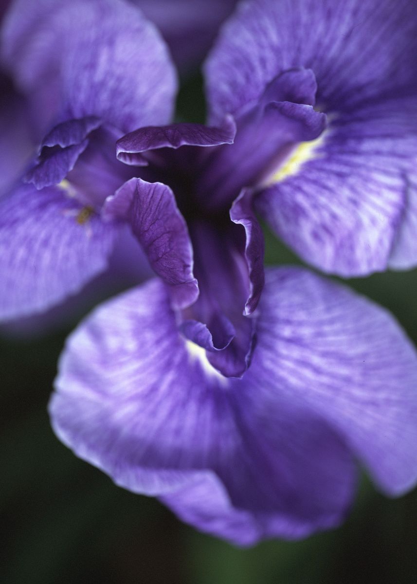 'Iris' Poster by Max Epstein | Displate