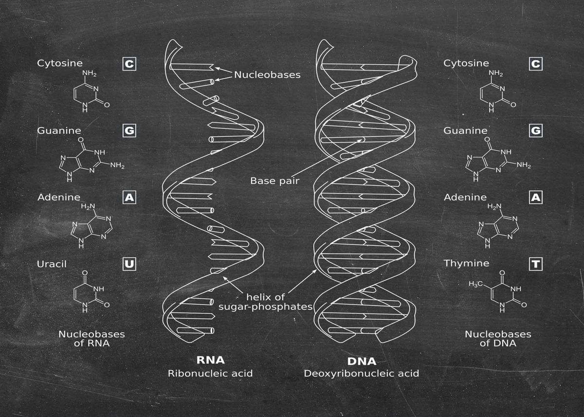 'RNA DNA vintage black' Poster by Designersen | Displate