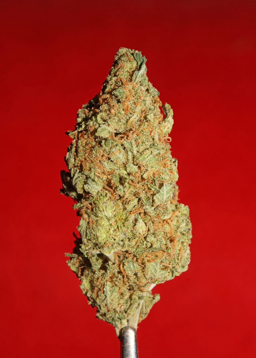 'Medical weed lemon haze' Poster, picture, metal print, paint by ...