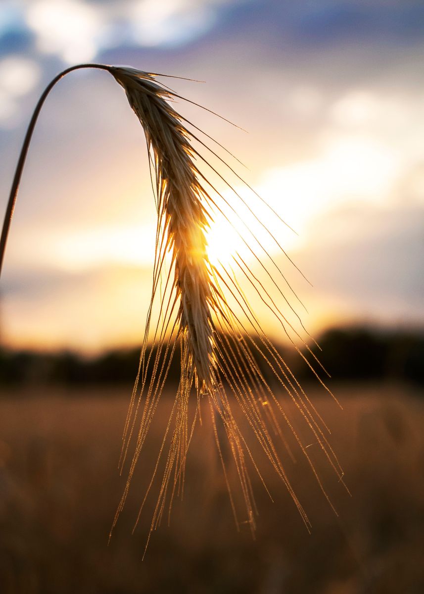 'Wheat' Poster, picture, metal print, paint by MyLuckyCharms | Displate