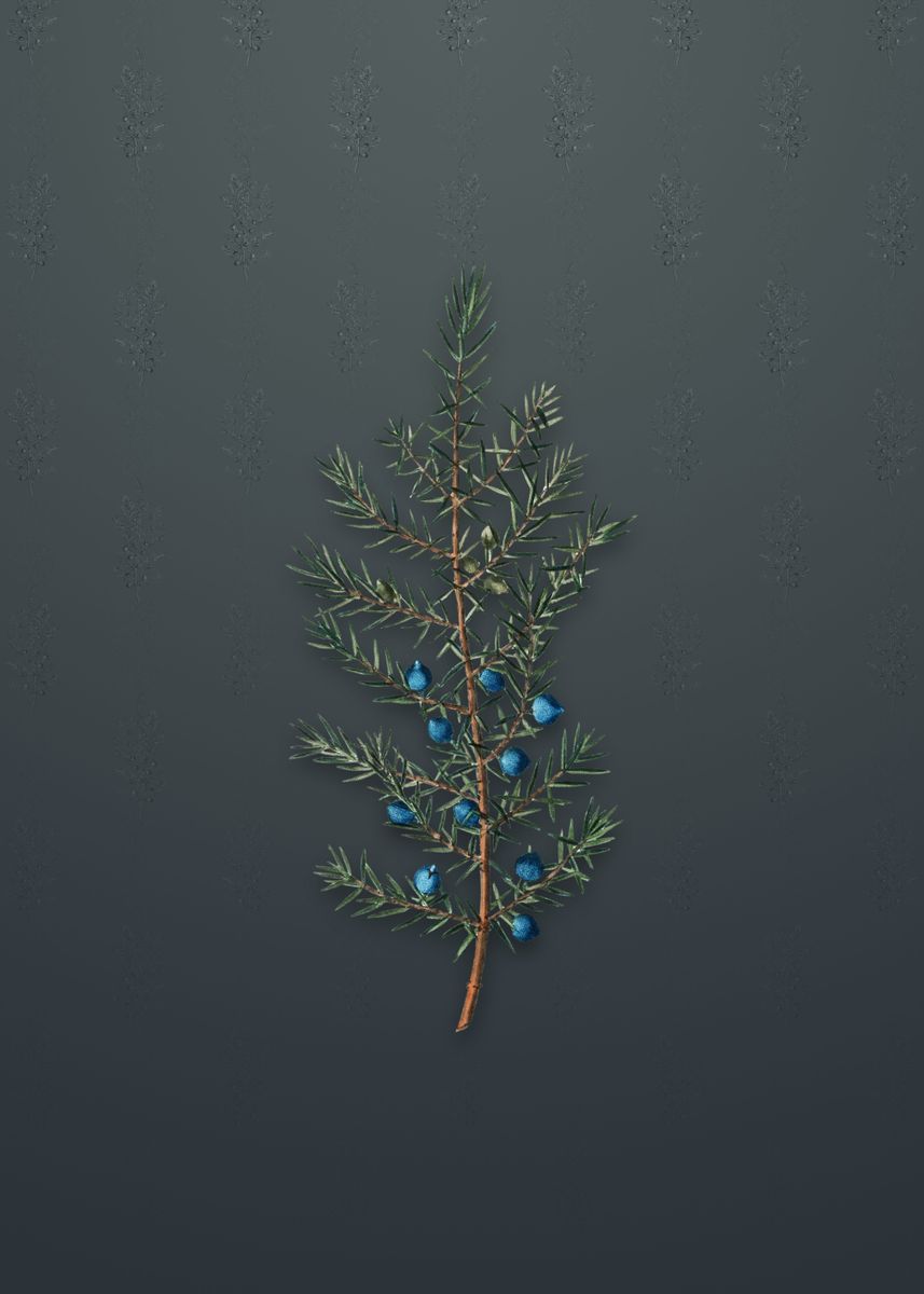'Vintage Common Juniper' Poster, picture, metal print, paint by Holy ...