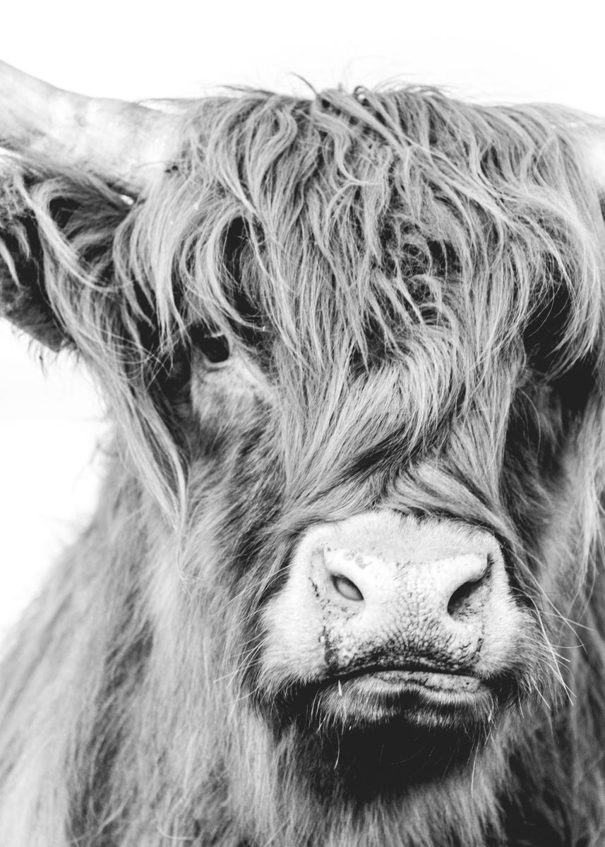 'Highlander Cow ' Poster by Sonny Vermeer | Displate
