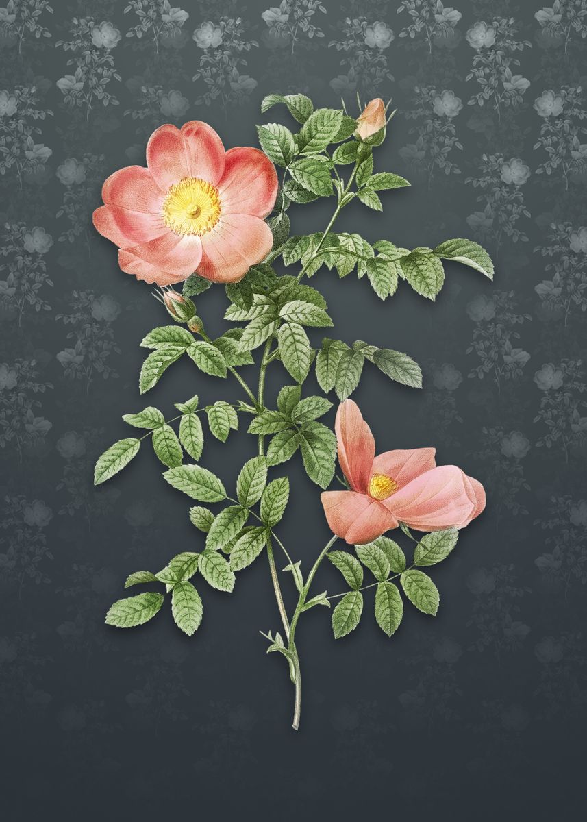 'Red Sweetbriar Rose' Poster, picture, metal print, paint by Holy Rock ...