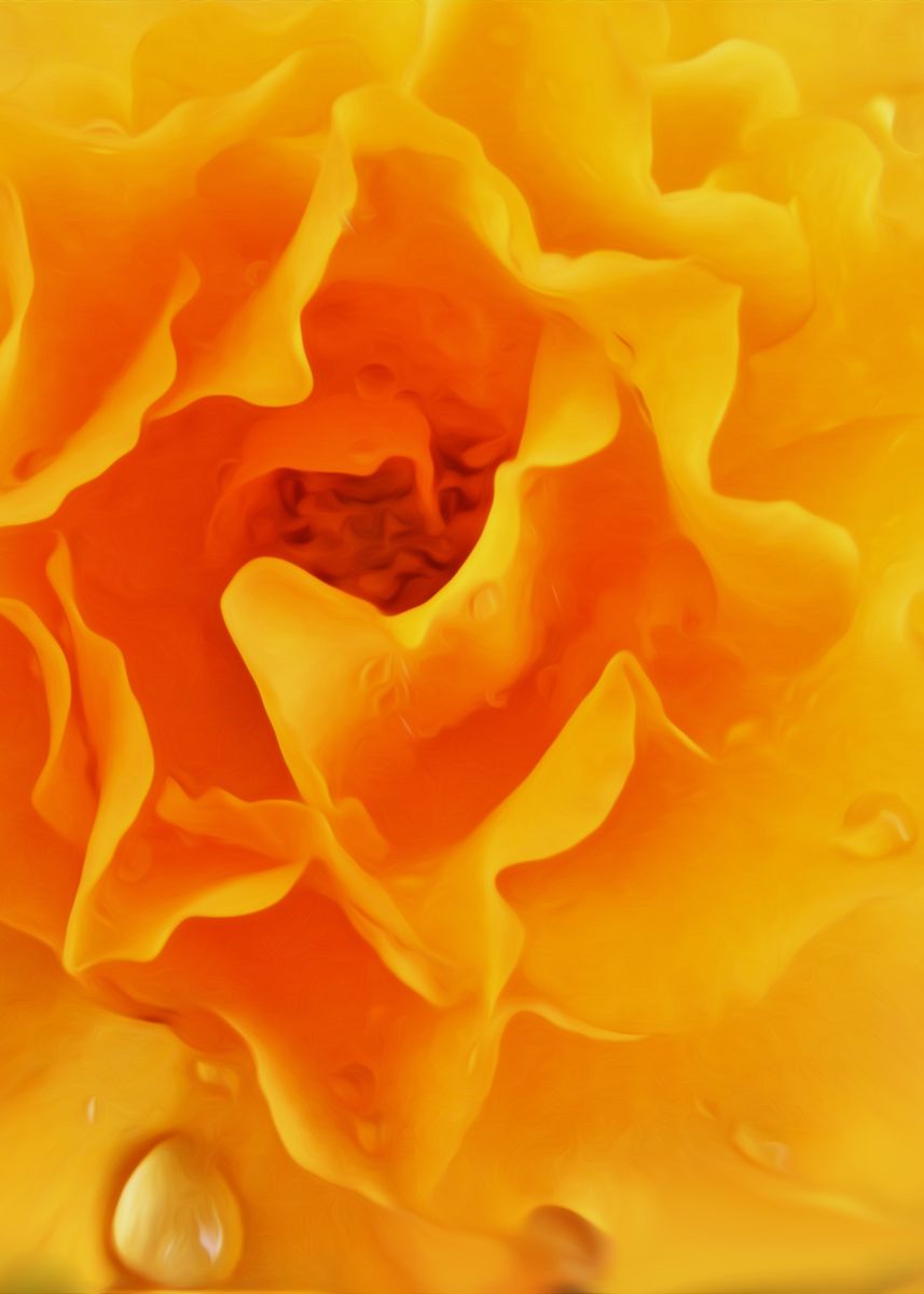 'Yellow Rose ' Poster by John Wain | Displate