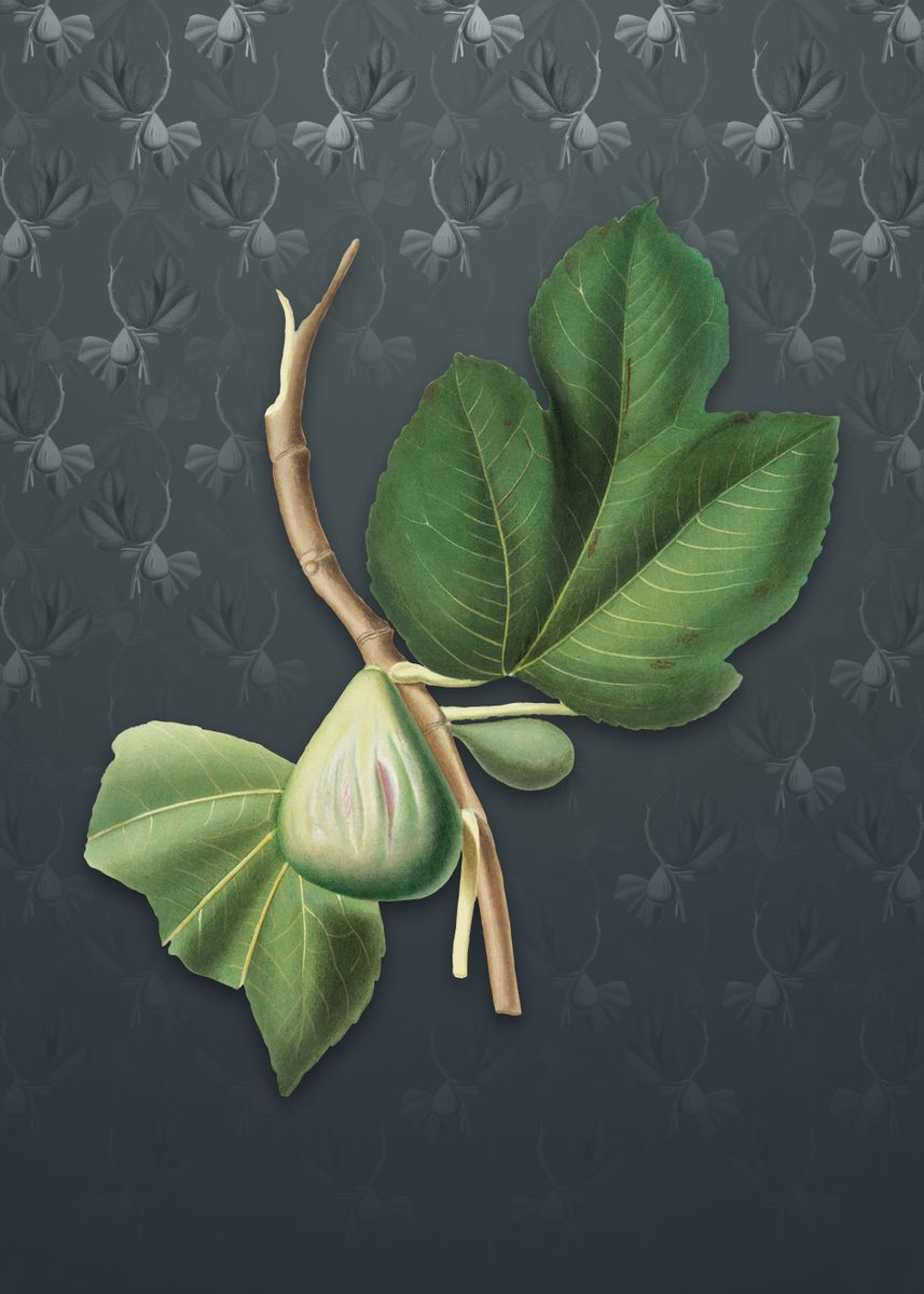 'Vintage Fig on Slate Gray' Poster, picture, metal print, paint by Holy ...