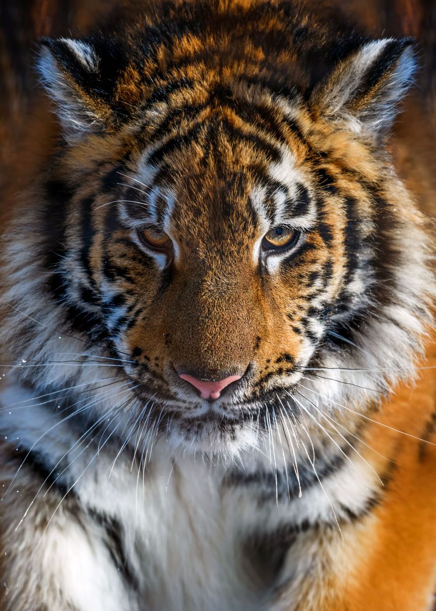 'Tiger portrait' Poster, picture, metal print, paint by Byrdyak | Displate