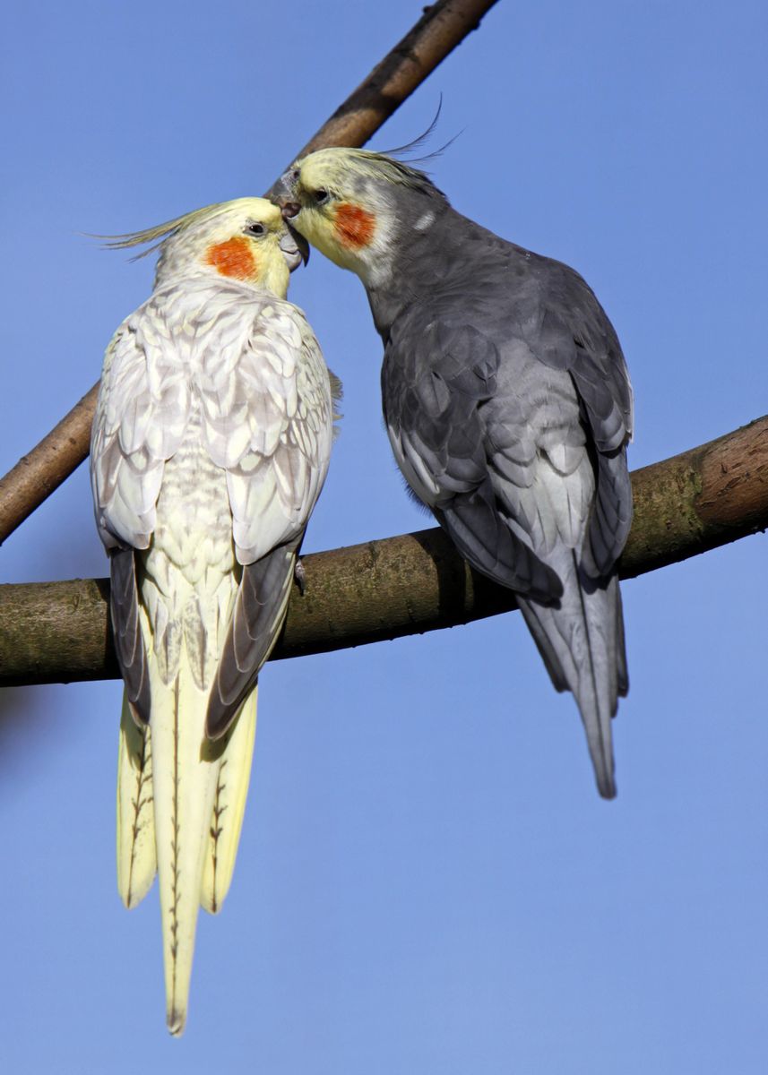 'Cockatiel Love' Poster, picture, metal print, paint by Slowbird | Displate